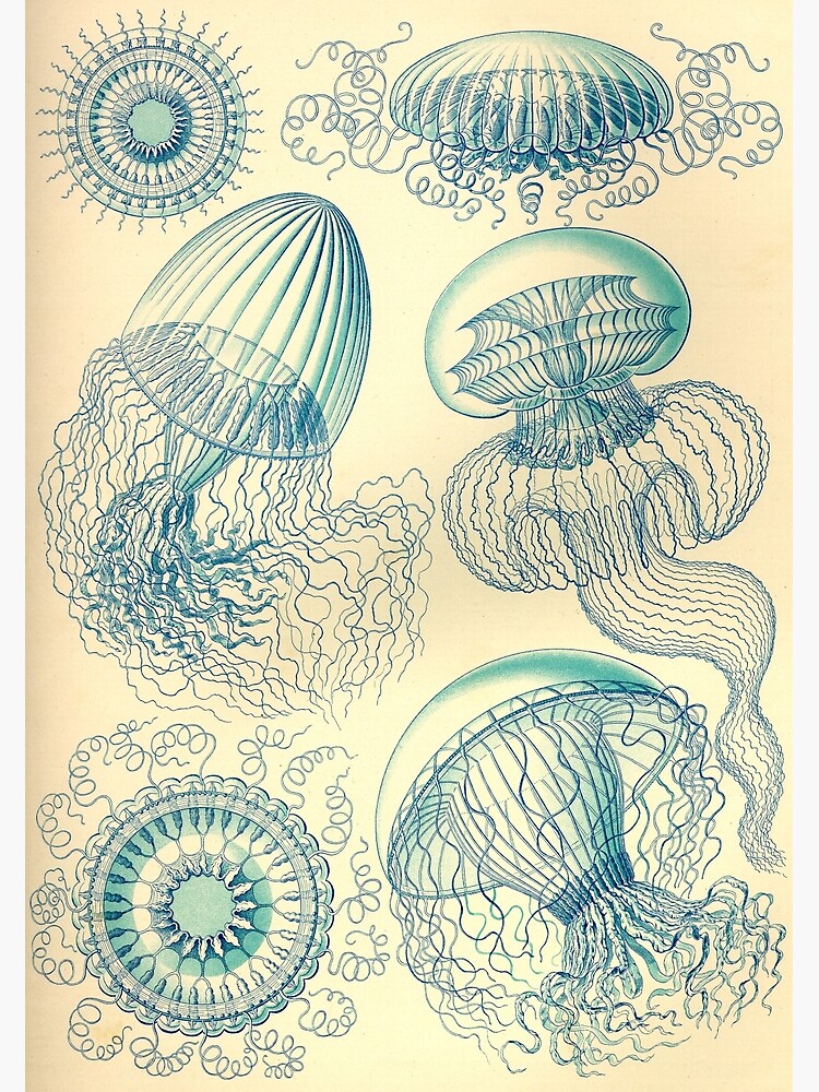 "Leptomedusae - Ernst Haeckel " Art Print for Sale by billythekidtees ...