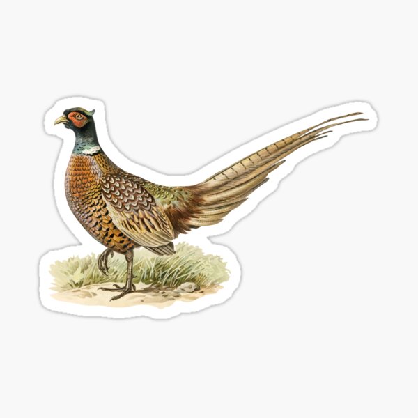 "Pheasant" Sticker for Sale by zaher97 | Redbubble