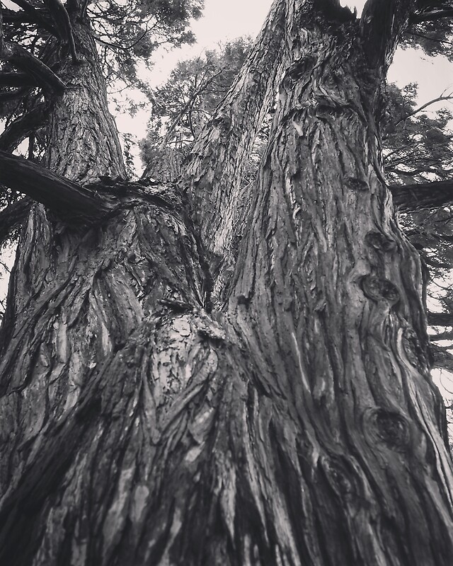 "Cedar Tree in Black & White" by Douglas E. Welch | Redbubble