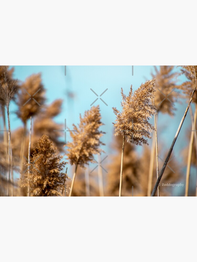 "Tall wheat grass" Poster for Sale by immortalzoddo | Redbubble