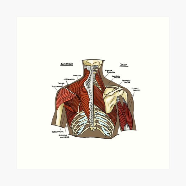 "Labeled Muscular anatomy of the upper back" Art Print by faolansforge ...