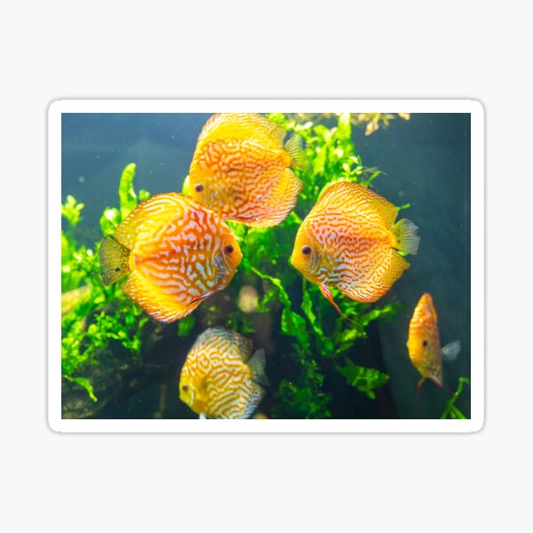 "Discus Fish in the Georgia Aquarium" Sticker for Sale by RichScalzo ...