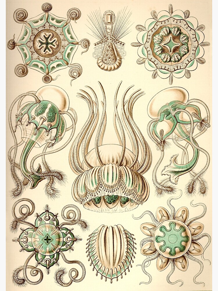 Narcomedusae - Ernst Haeckel Premium Matte Vertical Poster sold by ...