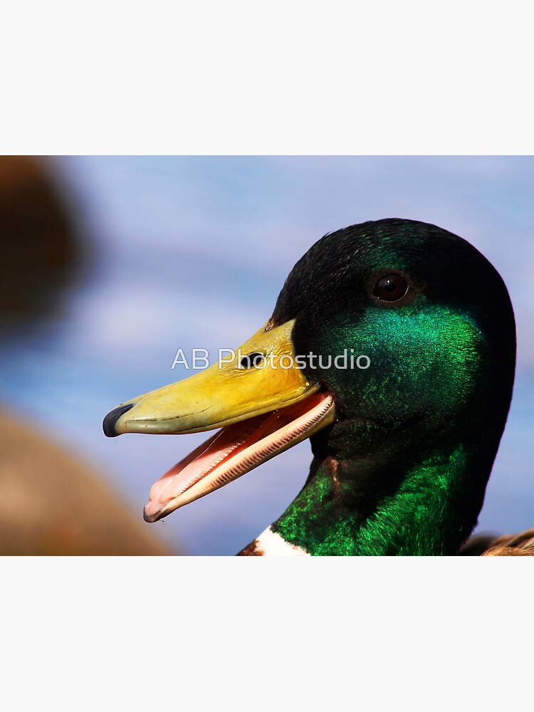 "Laughing mallard duck" Poster by ArveBettum | Redbubble