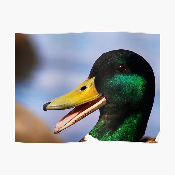 "Laughing mallard duck" Poster by ArveBettum | Redbubble