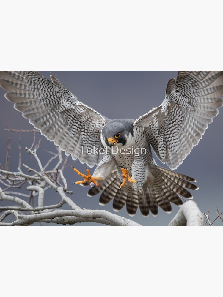 " Peregrine Falcon" Sticker by whisper41 | Redbubble