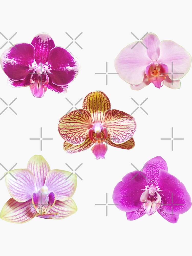 "Set of 5 orchids" Sticker for Sale by ArteAnnie | Redbubble