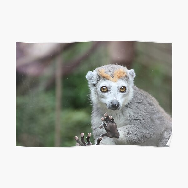 "Lemur Portrait" Poster for Sale by kew-photography | Redbubble