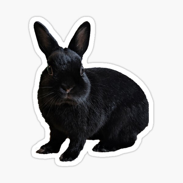 "Cute Black Rabbit" Sticker for Sale by misomomo | Redbubble