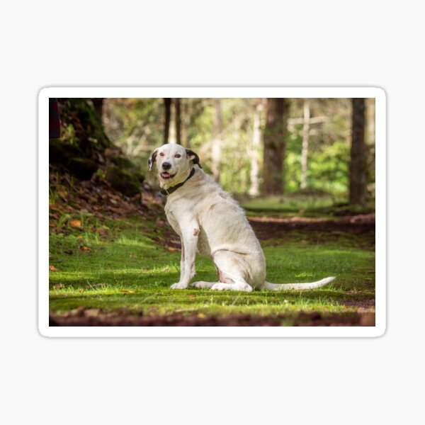 "White dog, sitting and looking, cute and funny, love animals, best ...