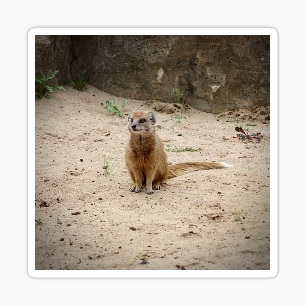 "Mongoose" Sticker for Sale by kew-photography | Redbubble
