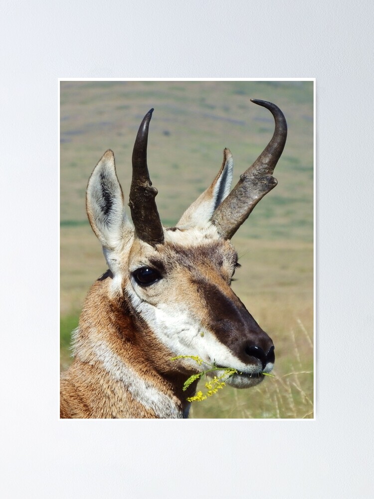 "Prong Horn" Poster for Sale by MyWalledlife | Redbubble