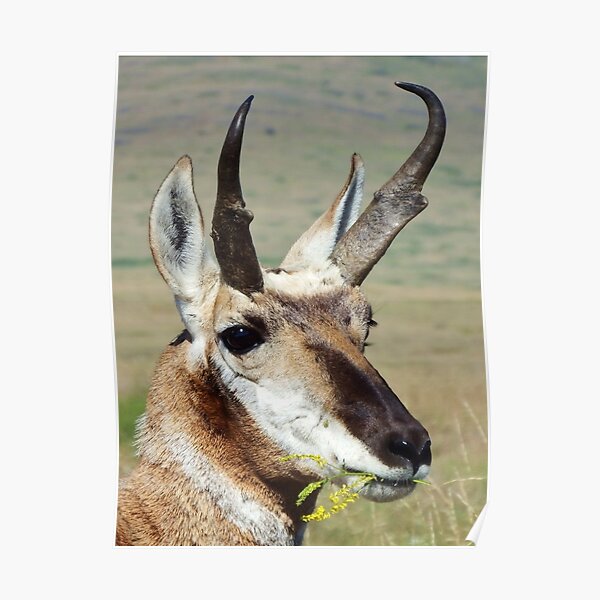 "Prong Horn" Poster for Sale by MyWalledlife | Redbubble