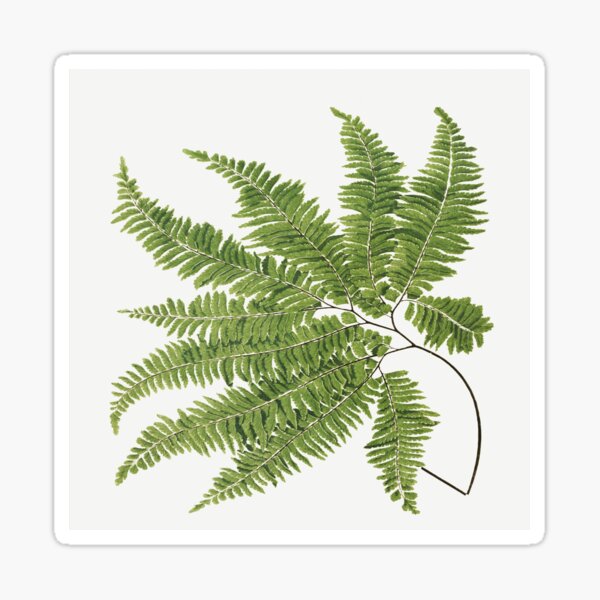 "Fern - botanical illustration " Sticker for Sale by ZinZoe | Redbubble