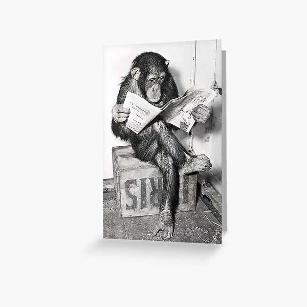 "Chimpanzee Reading Newspaper, Black and White Vintage Art" Greeting ...