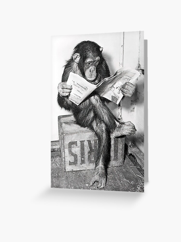 "Chimpanzee Reading Newspaper, Black and White Vintage Art" Greeting ...