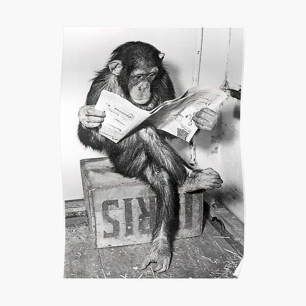 "Chimpanzee Reading Newspaper, Black and White Vintage Art" Poster by ...