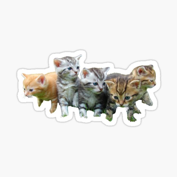 "funny cat sticker" Sticker by goofy-designs | Redbubble