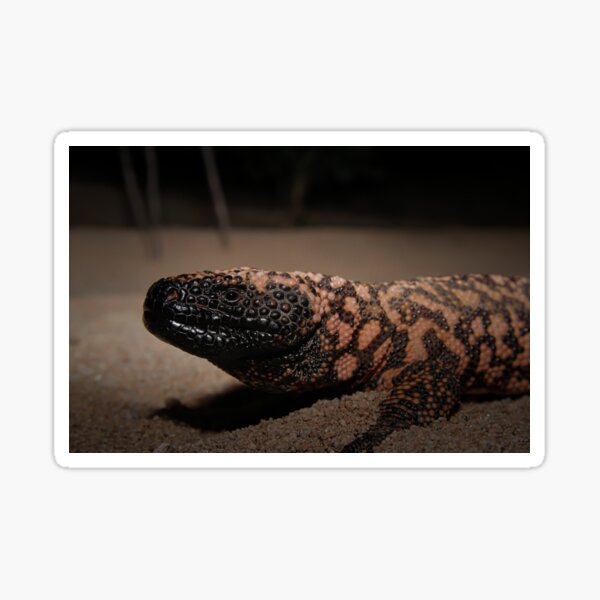 "Gila Monster" Sticker for Sale by posmx | Redbubble