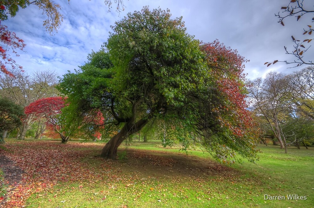 "Waiting for Fall" by Darren Wilkes | Redbubble
