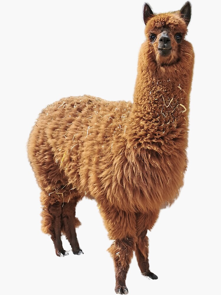 "Happy alpaca" Sticker for Sale by Zilvermint | Redbubble