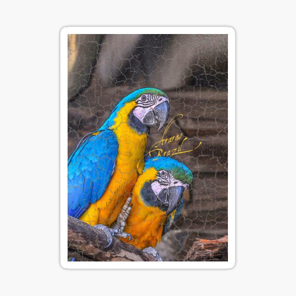 "Brazilian macaw " Sticker for Sale by JOSELUIZ202156 | Redbubble