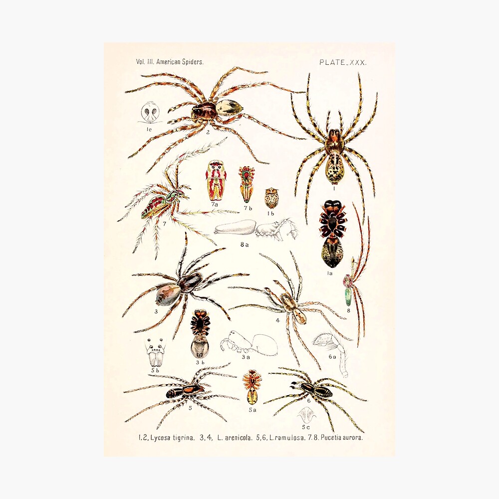 Diagrama De Arenicola