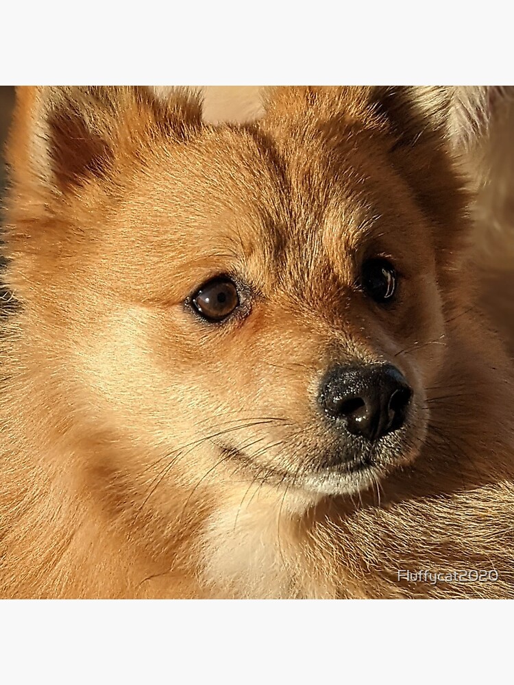 "Fox faced Pomeranian" Sticker by Fluffycat2020 | Redbubble