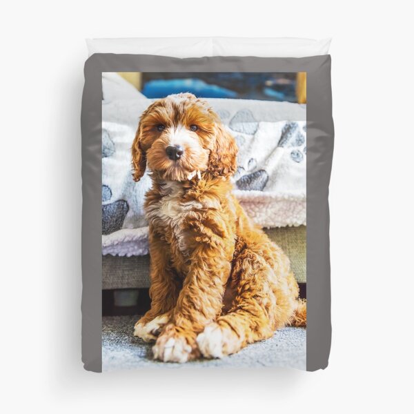 "Dexter The Cockapoo Puppy" Duvet Cover for Sale by tommysphotos ...