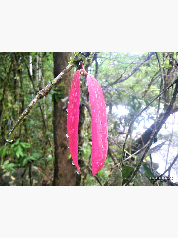 "The colors of the Daintree Rain forest" Poster for Sale by twotwoart ...