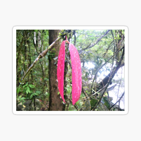 "The colors of the Daintree Rain forest" Sticker by twotwoart | Redbubble