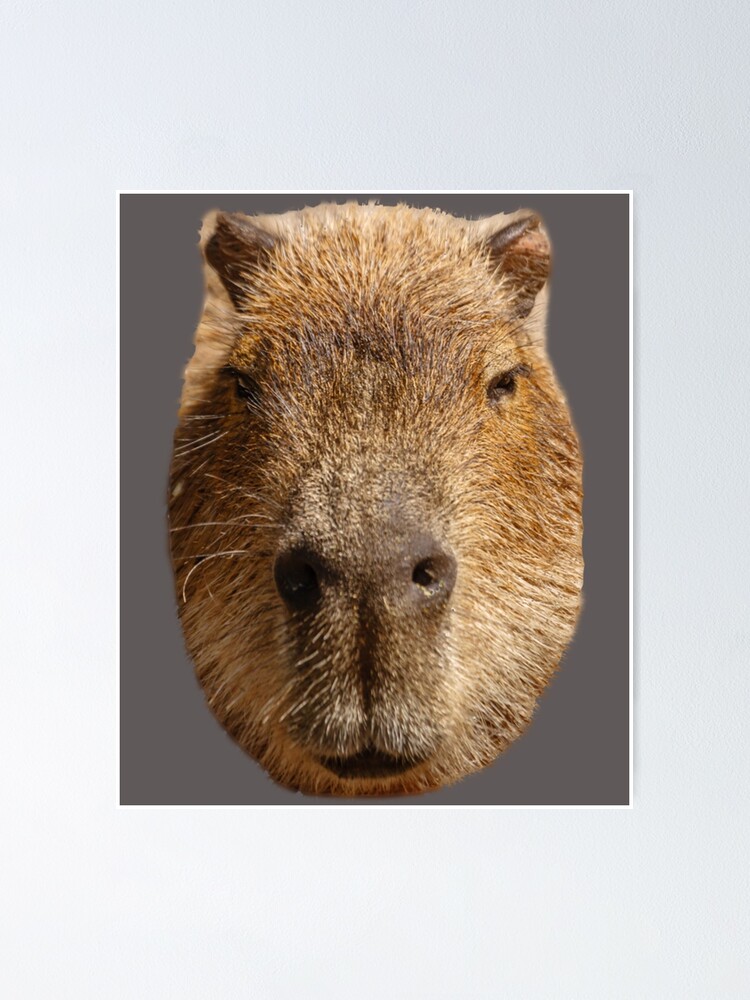 "Capybara face " Poster for Sale by CapybaraPrints | Redbubble