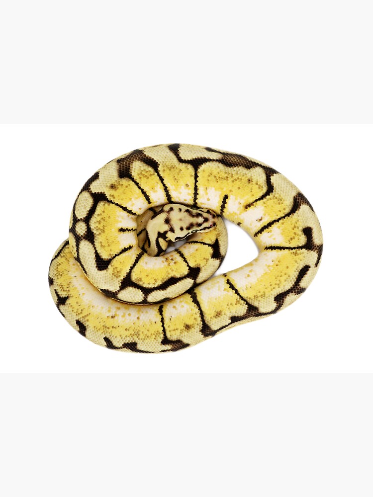 "Ball python snake" Sticker by Puffy-Puffin | Redbubble