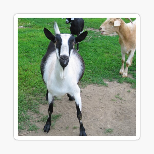 "Black and White Goat " Sticker for Sale by SillaHoekstra | Redbubble