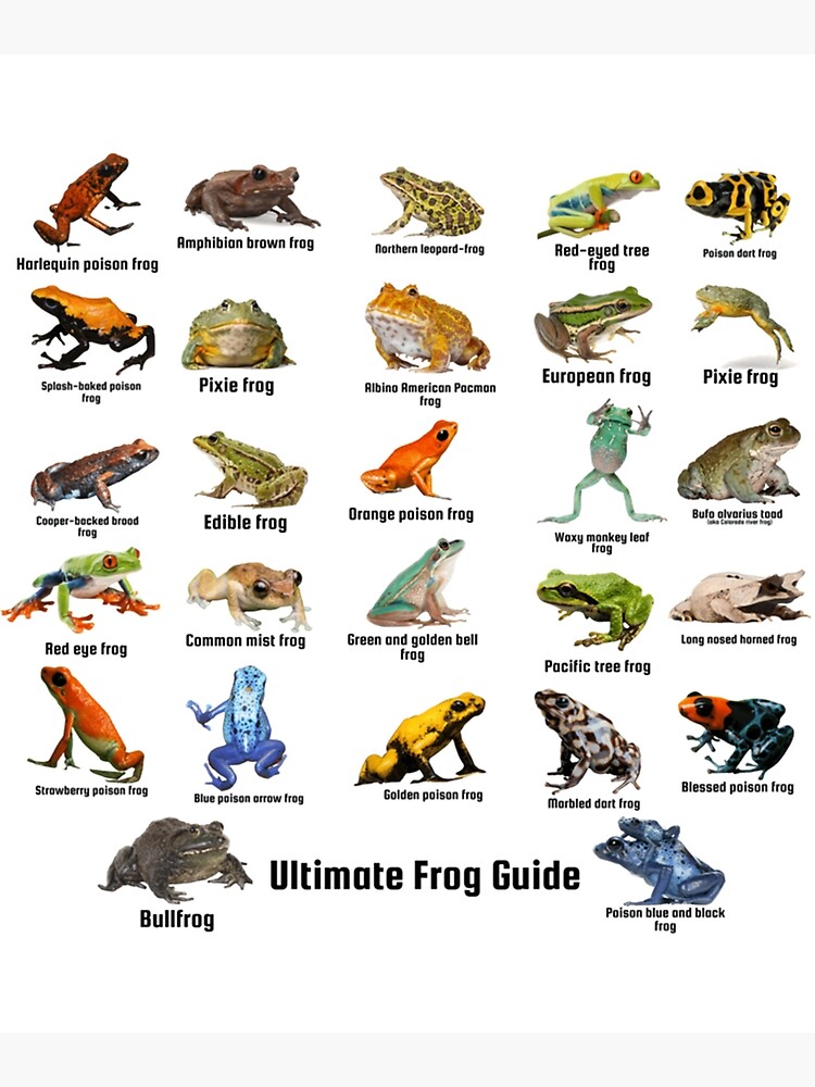 "The Ultimate Frog Guide - frog species " Poster for Sale by WilldBrush ...