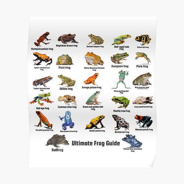 Póster «La guía definitiva de ranas - especies de ranas» de WilldBrush ...