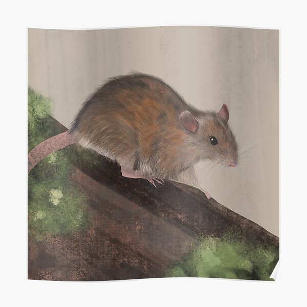 "Wild Rat on Mossy Log" Poster by Adrielle-art | Redbubble