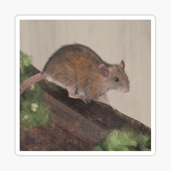 "Wild Rat on Mossy Log" Sticker for Sale by Adrielle-art | Redbubble