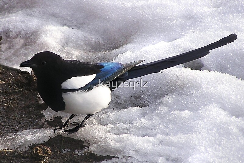 "Black-billed Montana Magpie" by kayzsqrlz | Redbubble