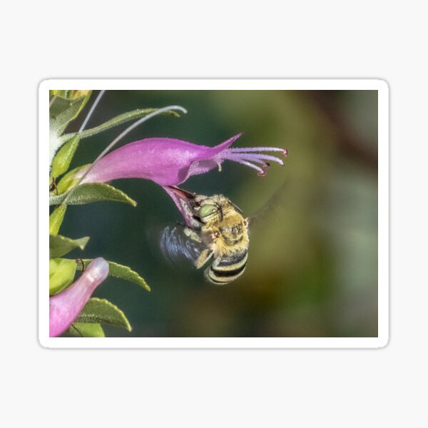 "Pollinator " Sticker for Sale by Coen-87 | Redbubble