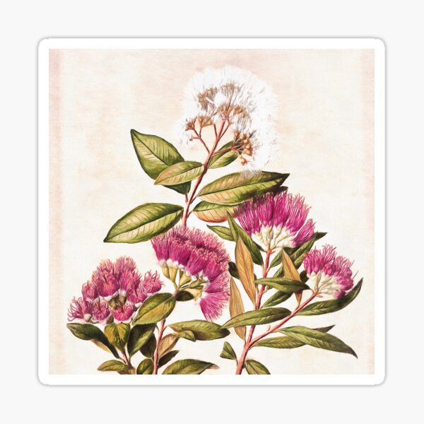 "White rata Southern rata Climbing rata drawn" Sticker for Sale by ...