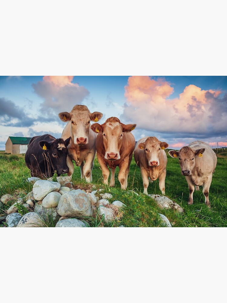 "Five Cows" Poster by jimbo0307 | Redbubble