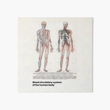 "Anatomy of the human body, antique illustration" Art Board Print by ...