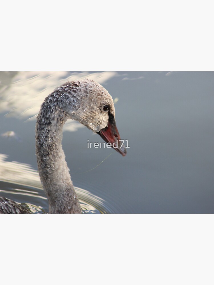 "Cygnet " Sticker for Sale by irened71 | Redbubble