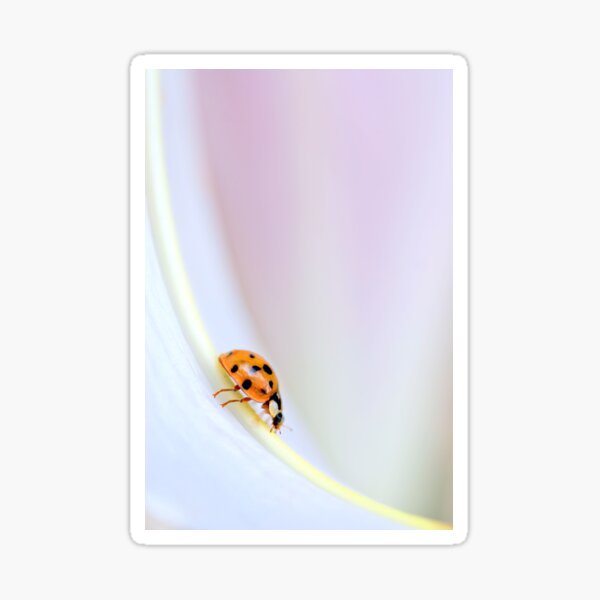 "Ladybird on the Slide" Sticker for Sale by AnnieSnel | Redbubble