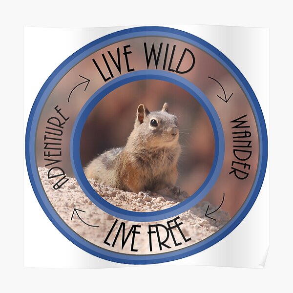 "Live Wild - Cute Squirrel" Poster for Sale by WylesArtShop | Redbubble