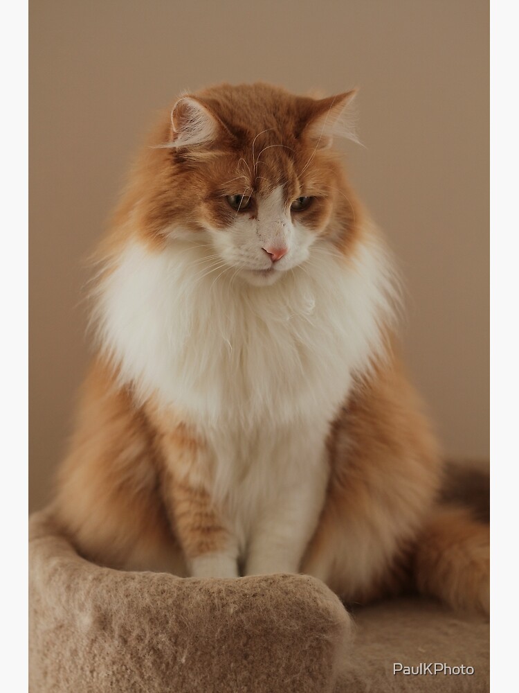 "Emery the Cat" Poster for Sale by PaulKPhoto | Redbubble