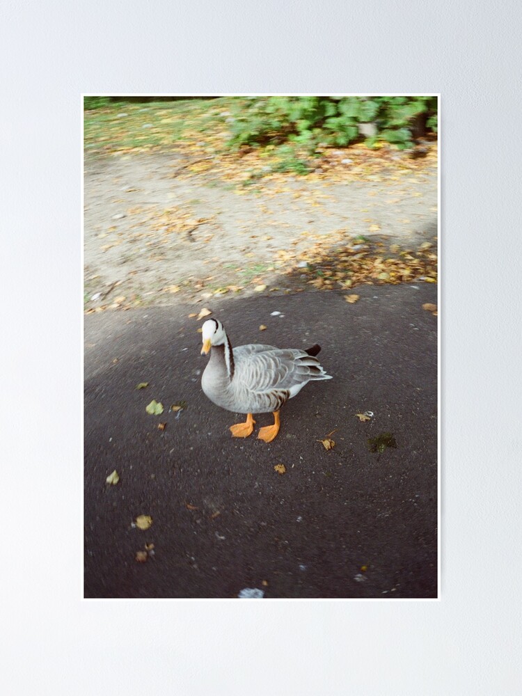 "Cute goose" Poster for Sale by Wolligepoes | Redbubble