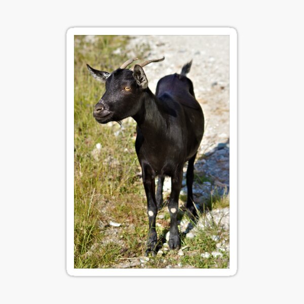 "Feral Black Goat" Sticker for Sale by louisasahin | Redbubble