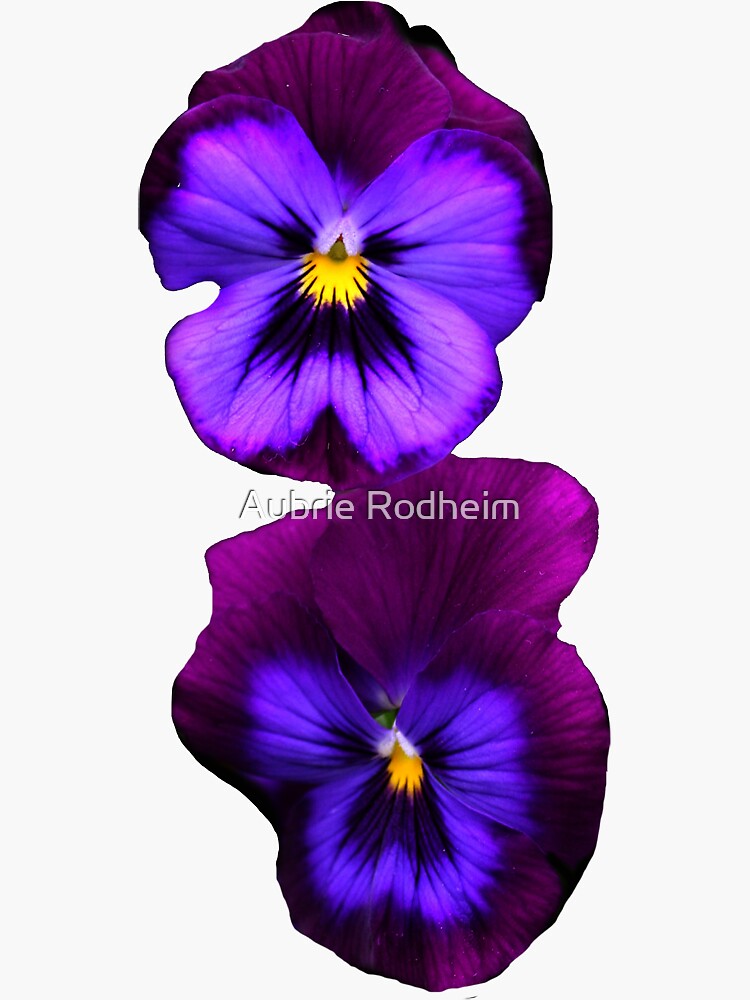 "Purple Pansy Sticker " Sticker by aubrierodheim | Redbubble
